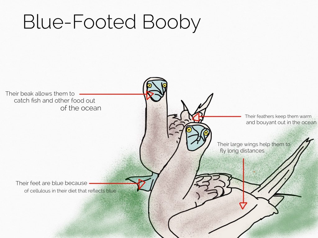 Diagram of a Blue Footed Booby - musings